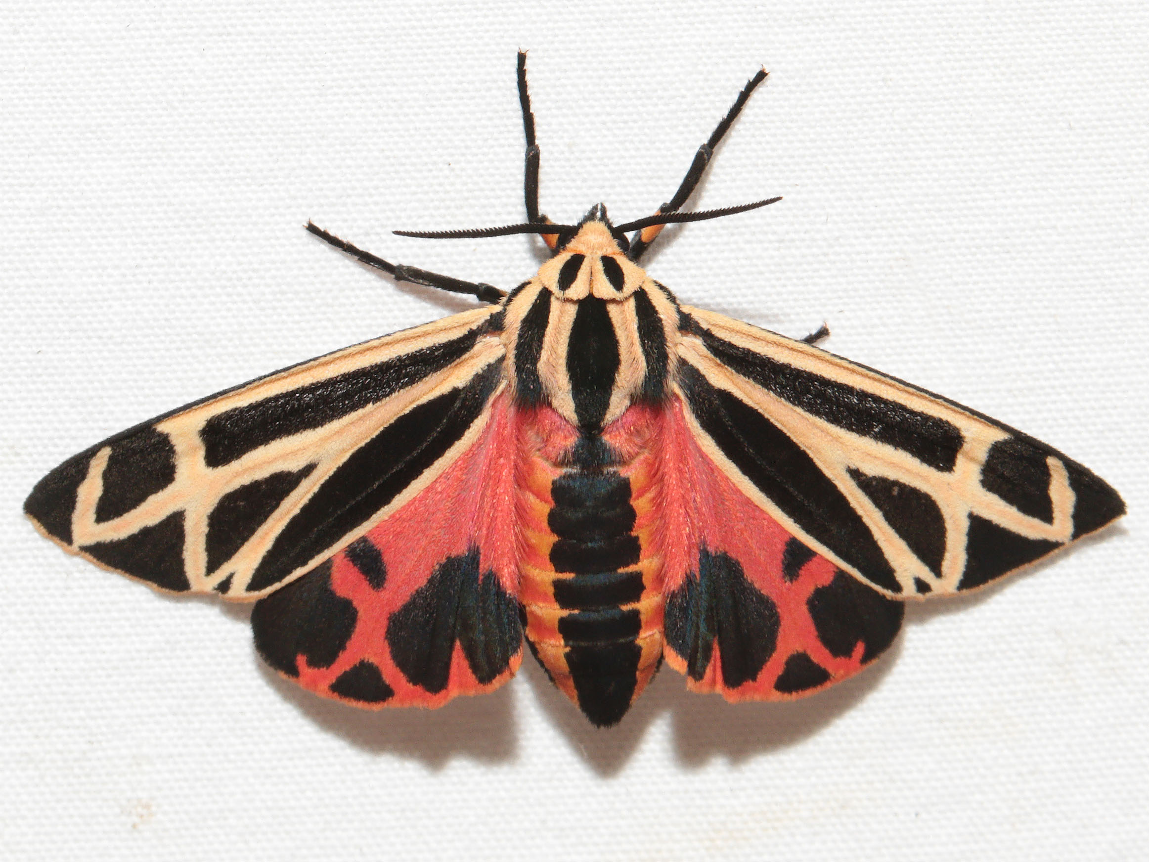 11 Wildly Colored Moths to Brighten Your Day