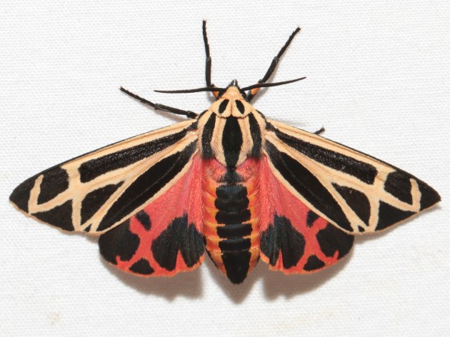 11 Wildly Colored Moths to Brighten Your Day
