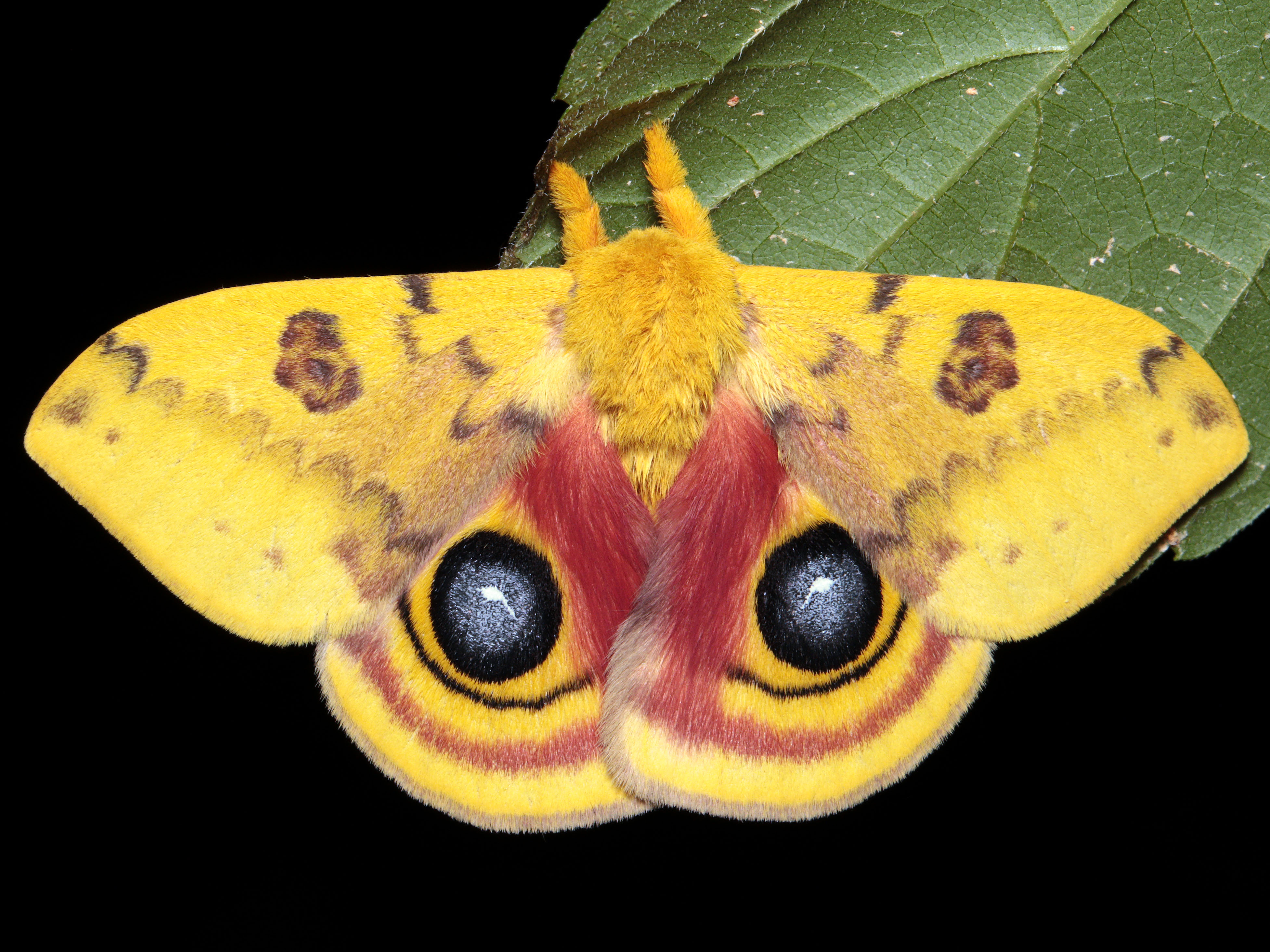 11 Wildly Colored Moths to Brighten Your Day