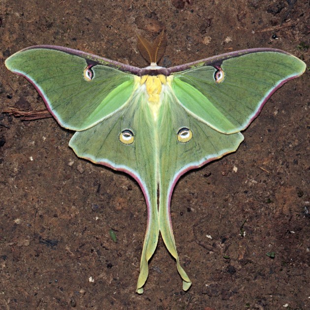 11 Wildly Colored Moths to Brighten Your Day