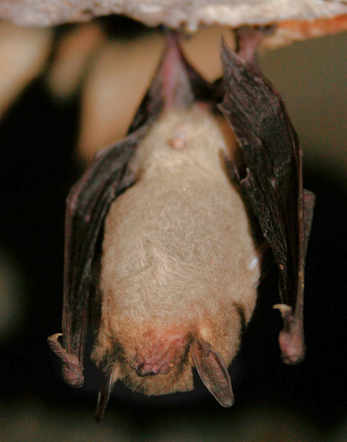 Tracking Gray Bats by Plane, Transmitter and Automobile