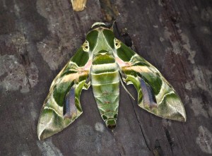 11 Wildly Colored Moths to Brighten Your Day