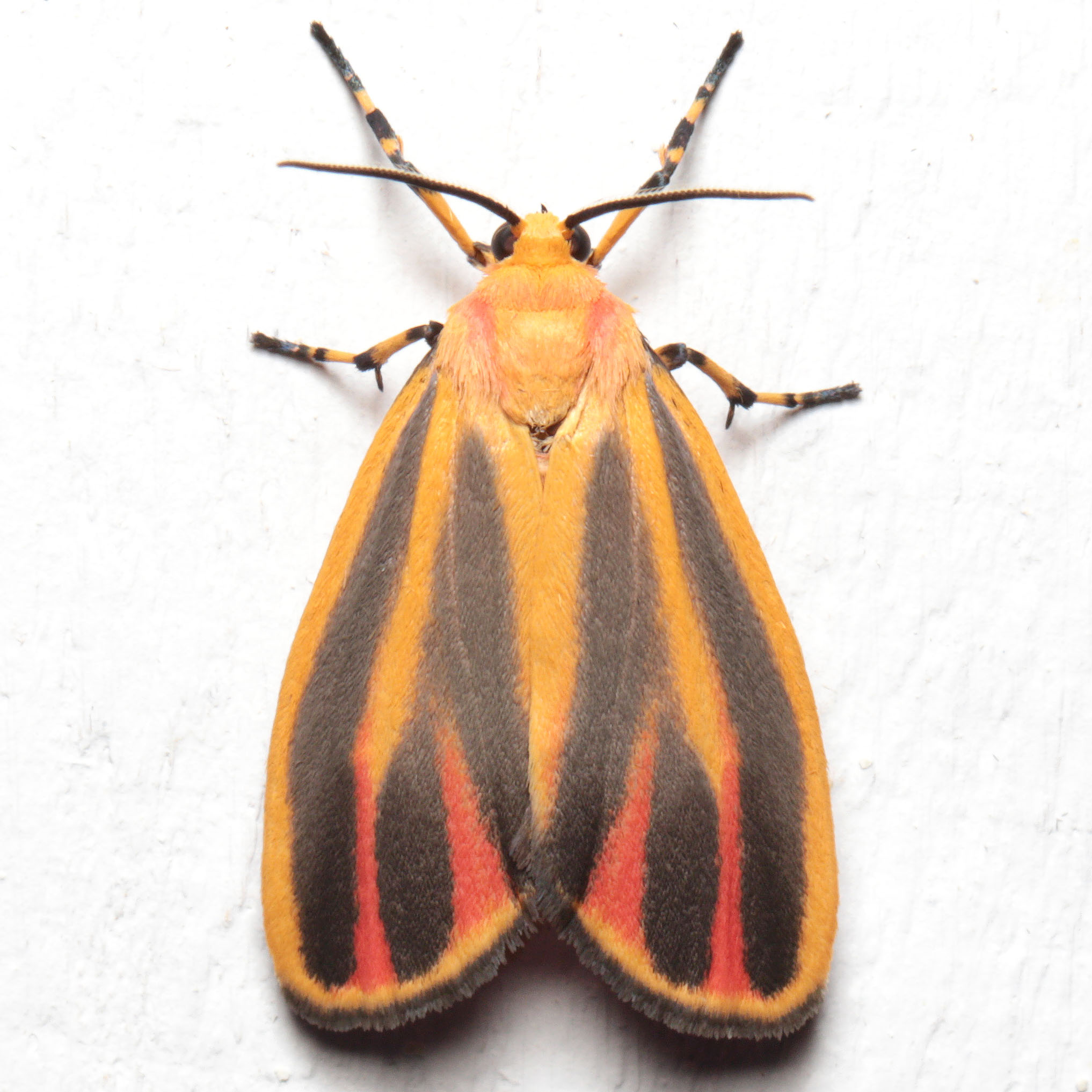 11 Wildly Colored Moths to Brighten Your Day