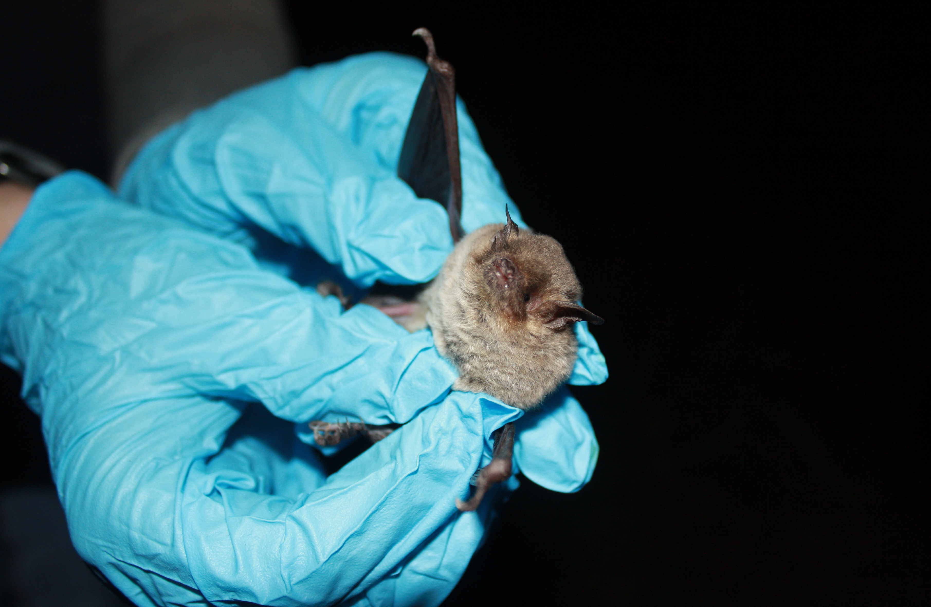 Tracking Gray Bats by Plane, Transmitter and Automobile