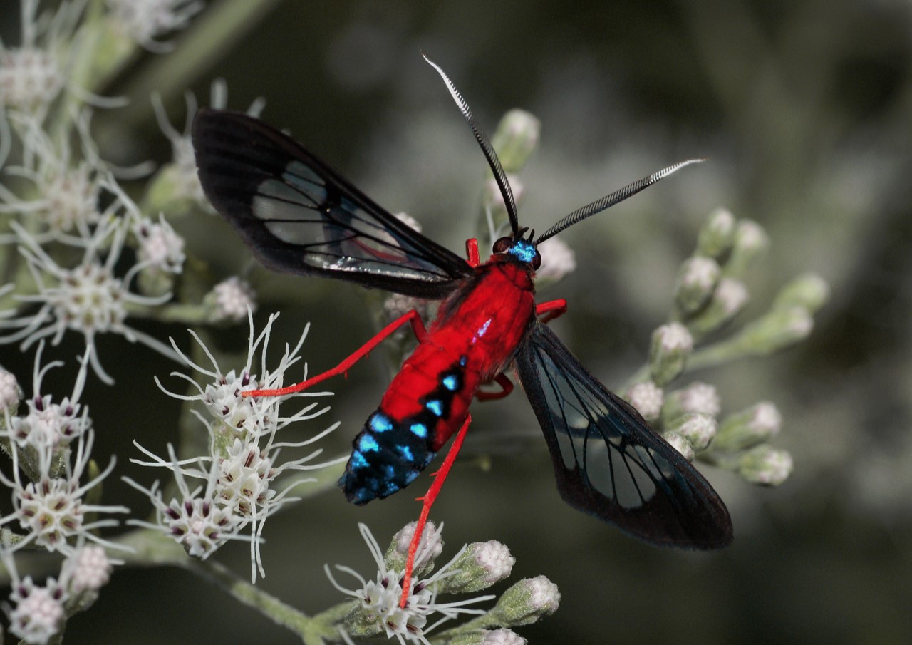 11 Wildly Colored Moths to Brighten Your Day