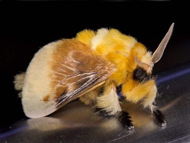 11 Wildly Colored Moths to Brighten Your Day