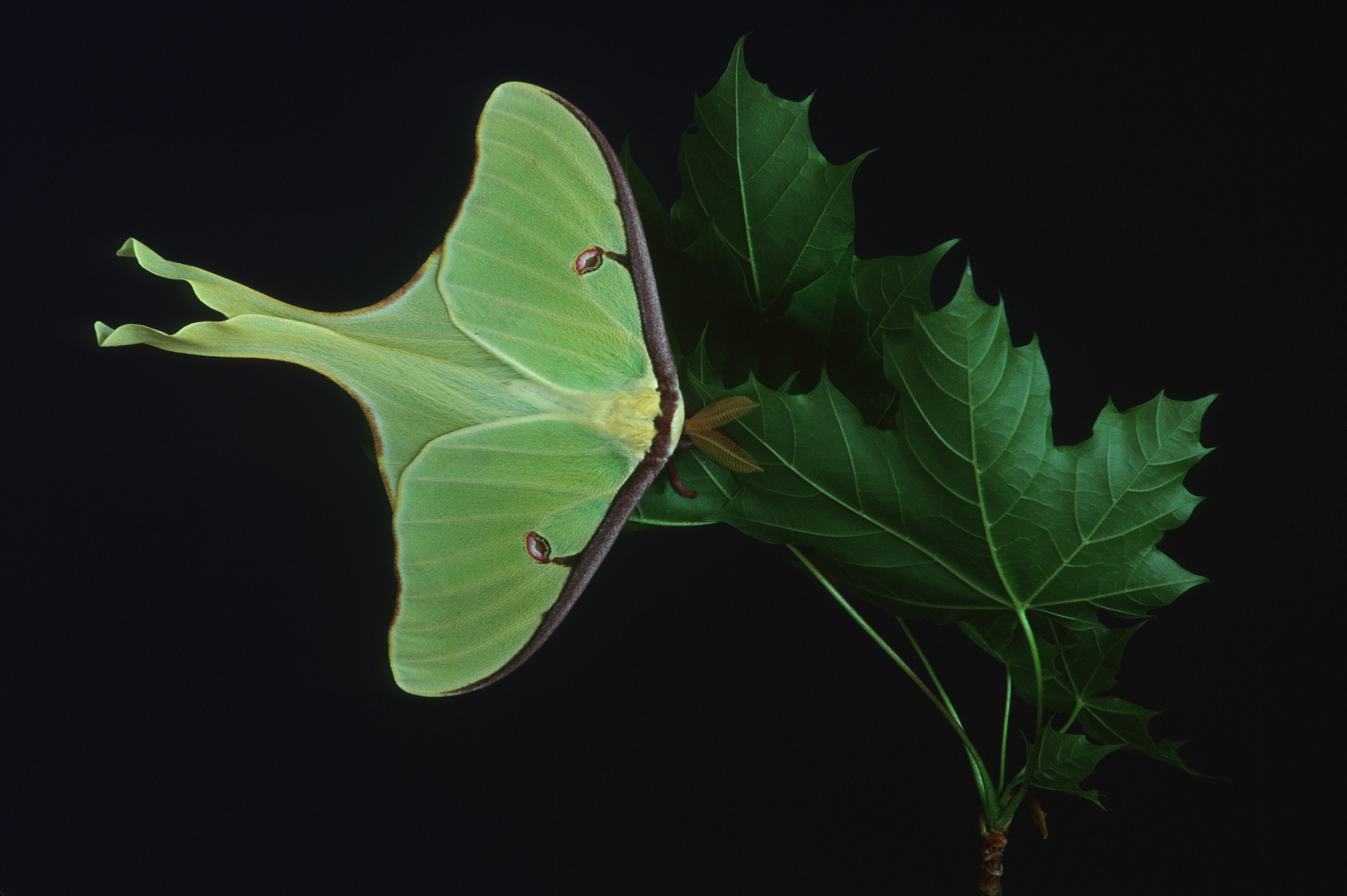11 Wildly Colored Moths to Brighten Your Day