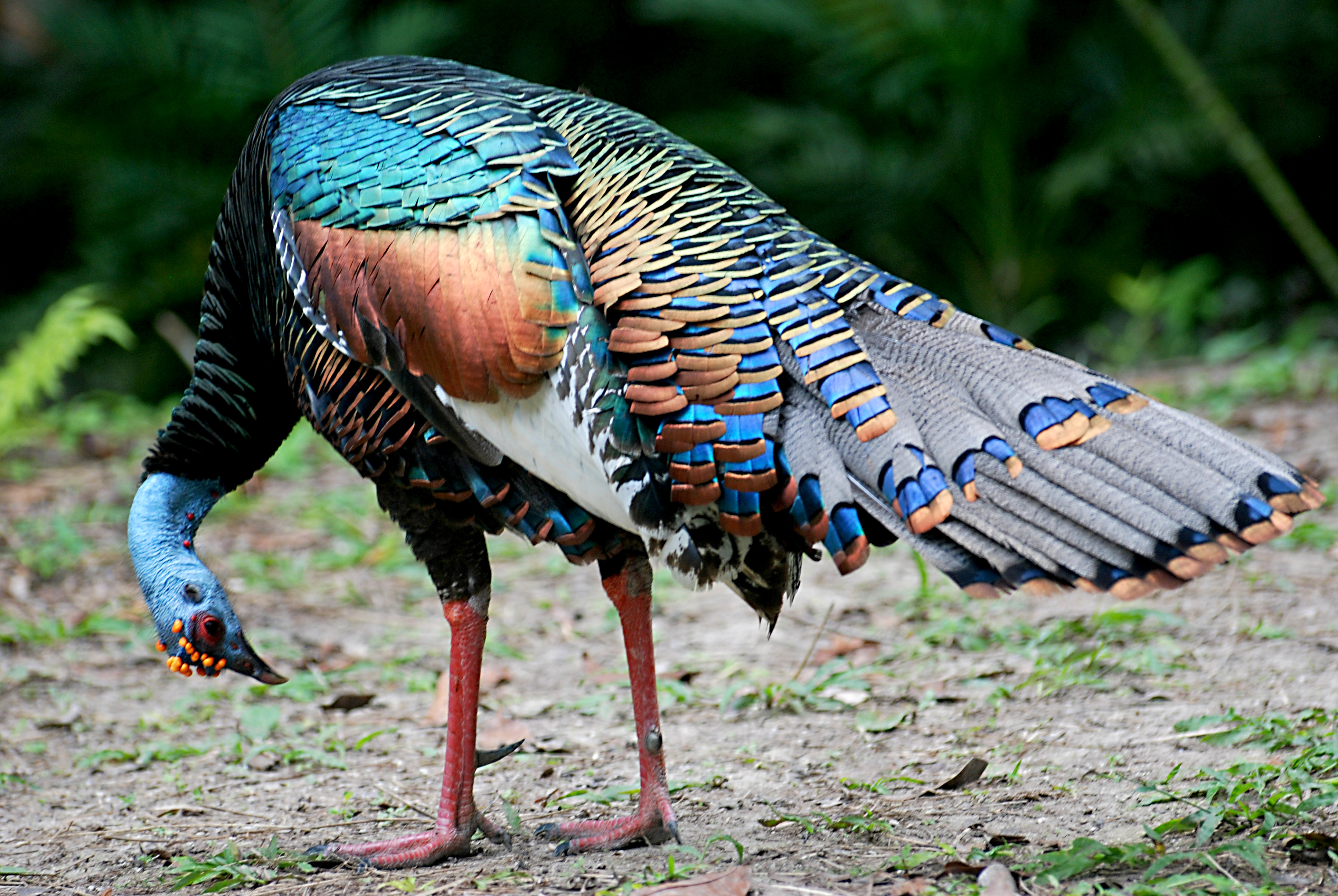 Everything You’ve Ever Wanted to Know About Turkeys