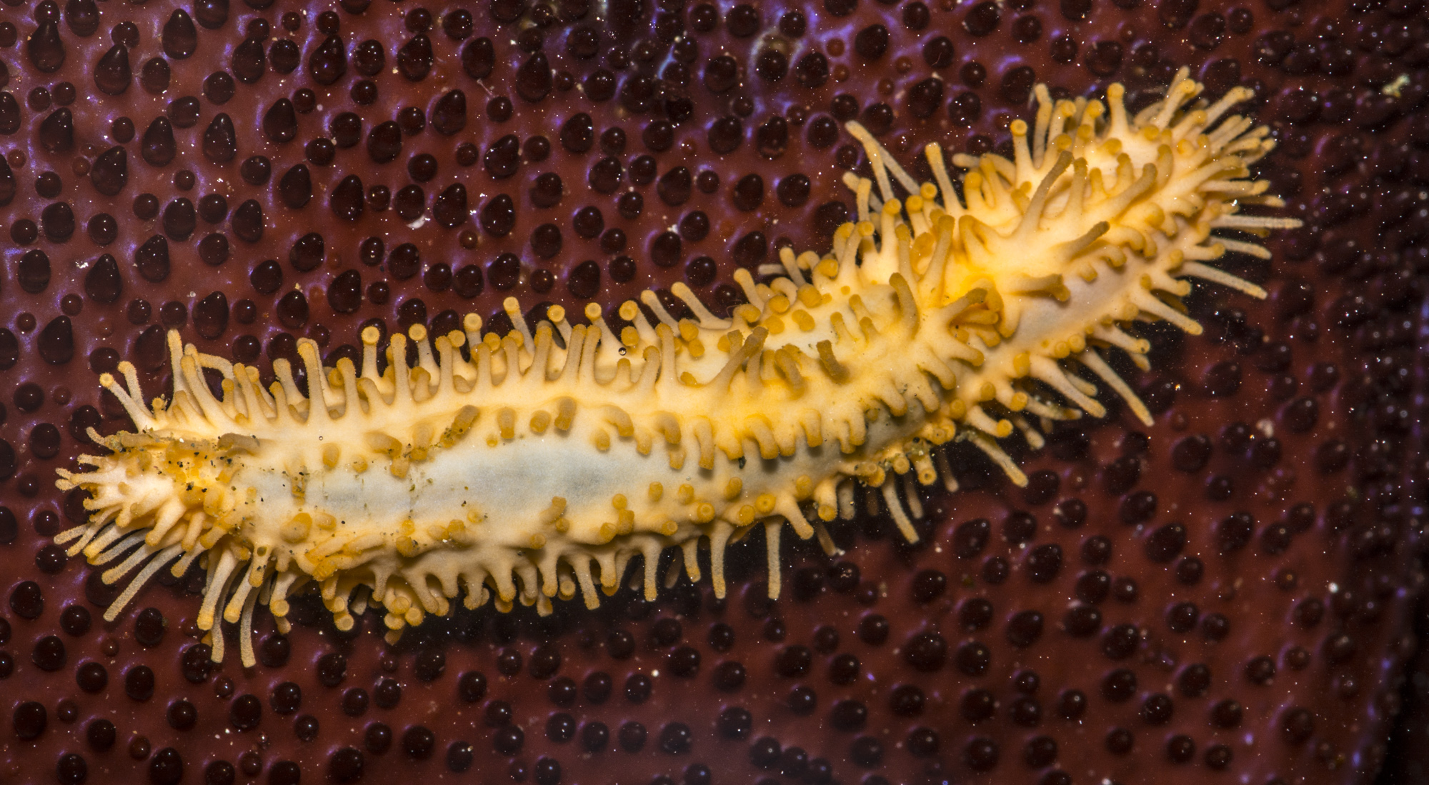 The Bizarre and Disturbing Life of Sea Cucumbers