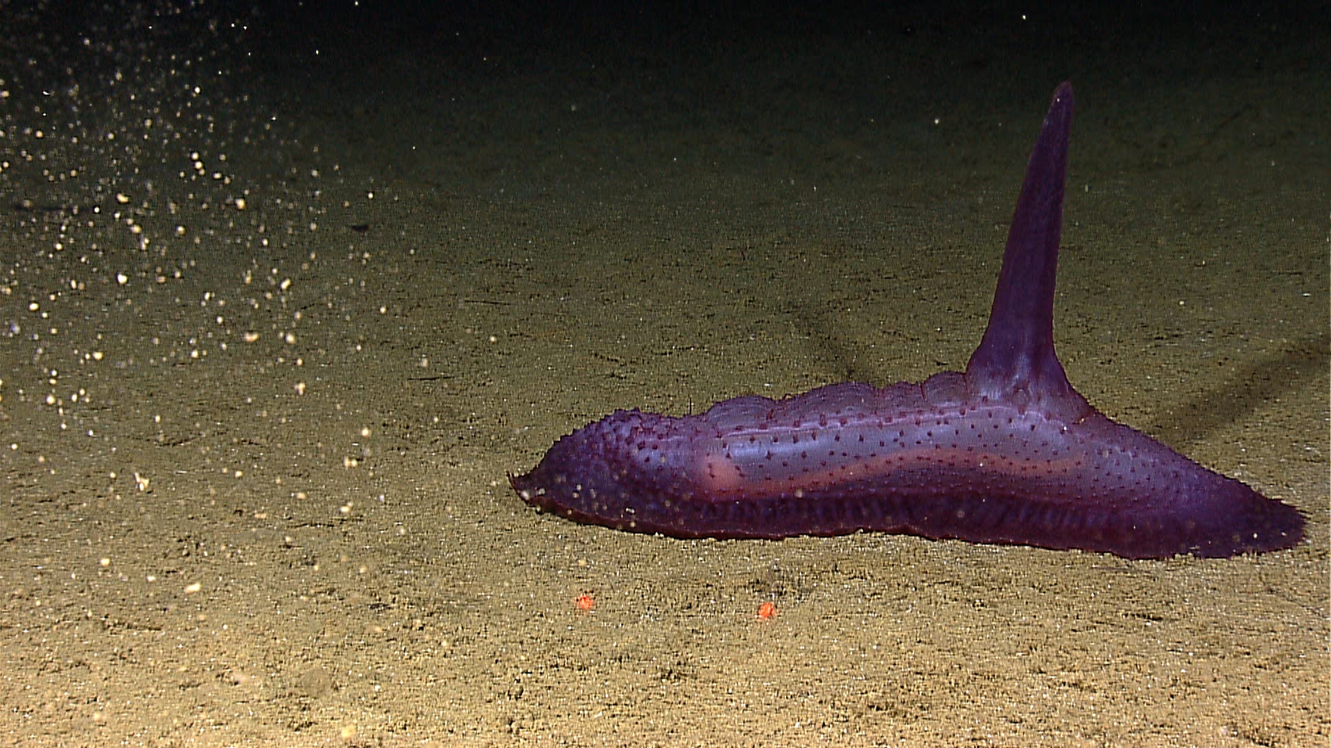 The Bizarre and Disturbing Life of Sea Cucumbers