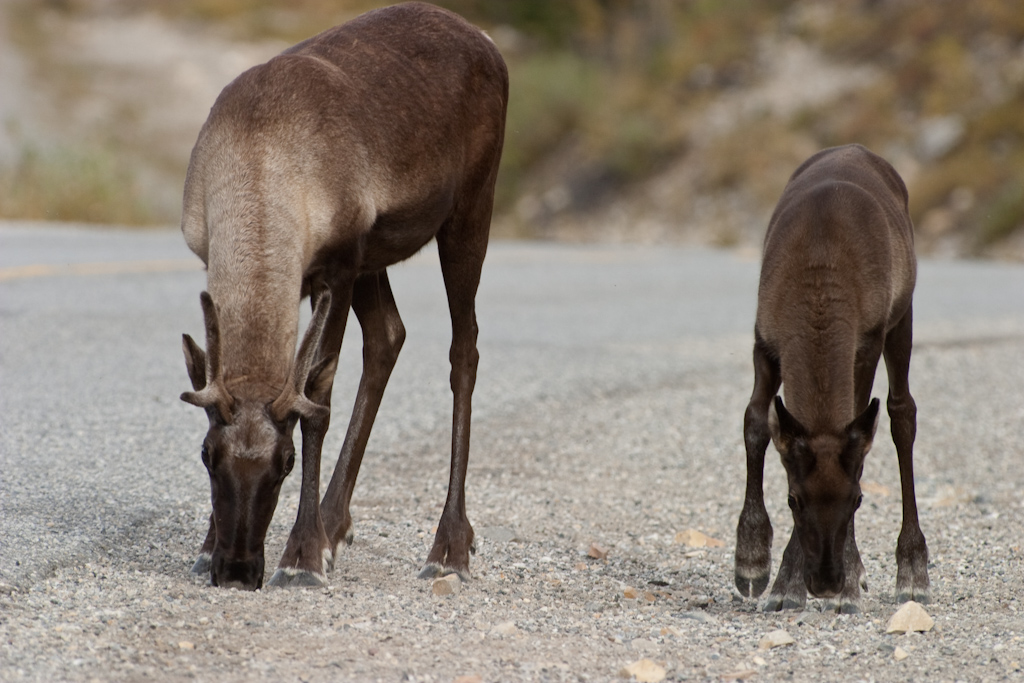 Real Reindeer Are More Amazing Than You Ever Imagined