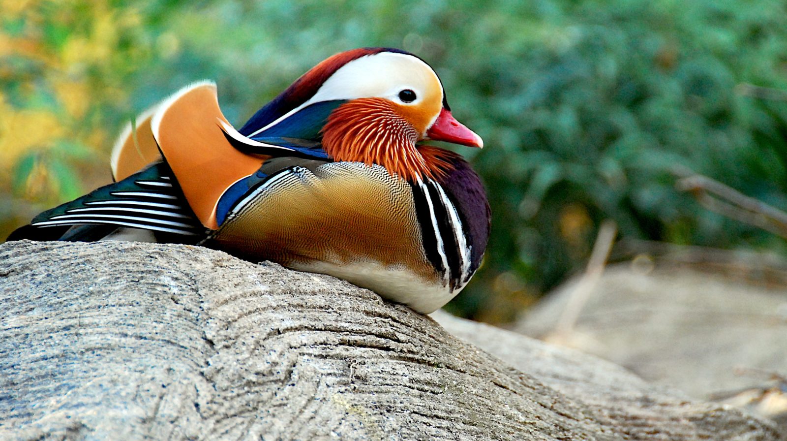 What’s That Weird Duck In The Local Pond?