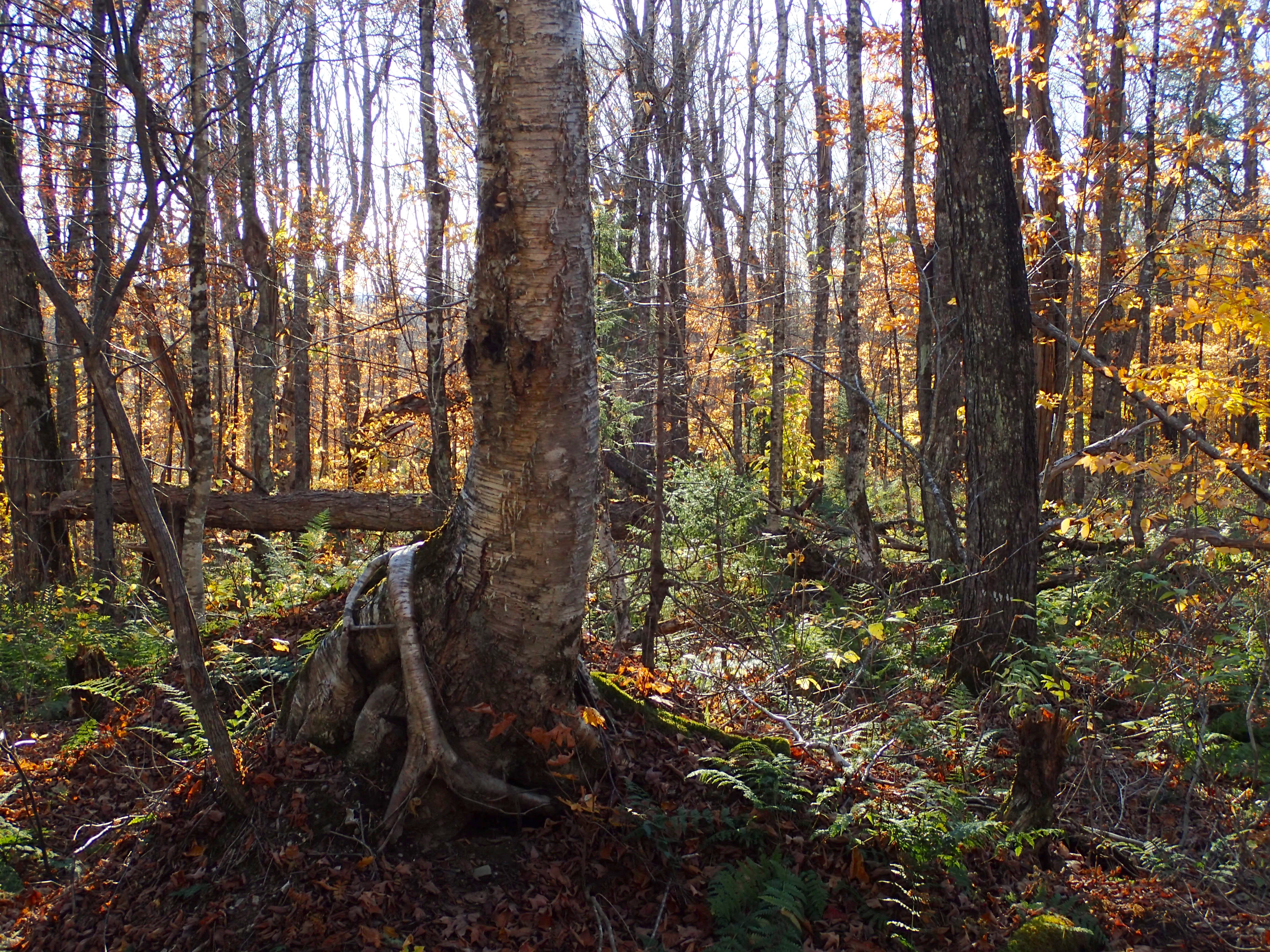Seeing the Forest for Its Carbon Storage