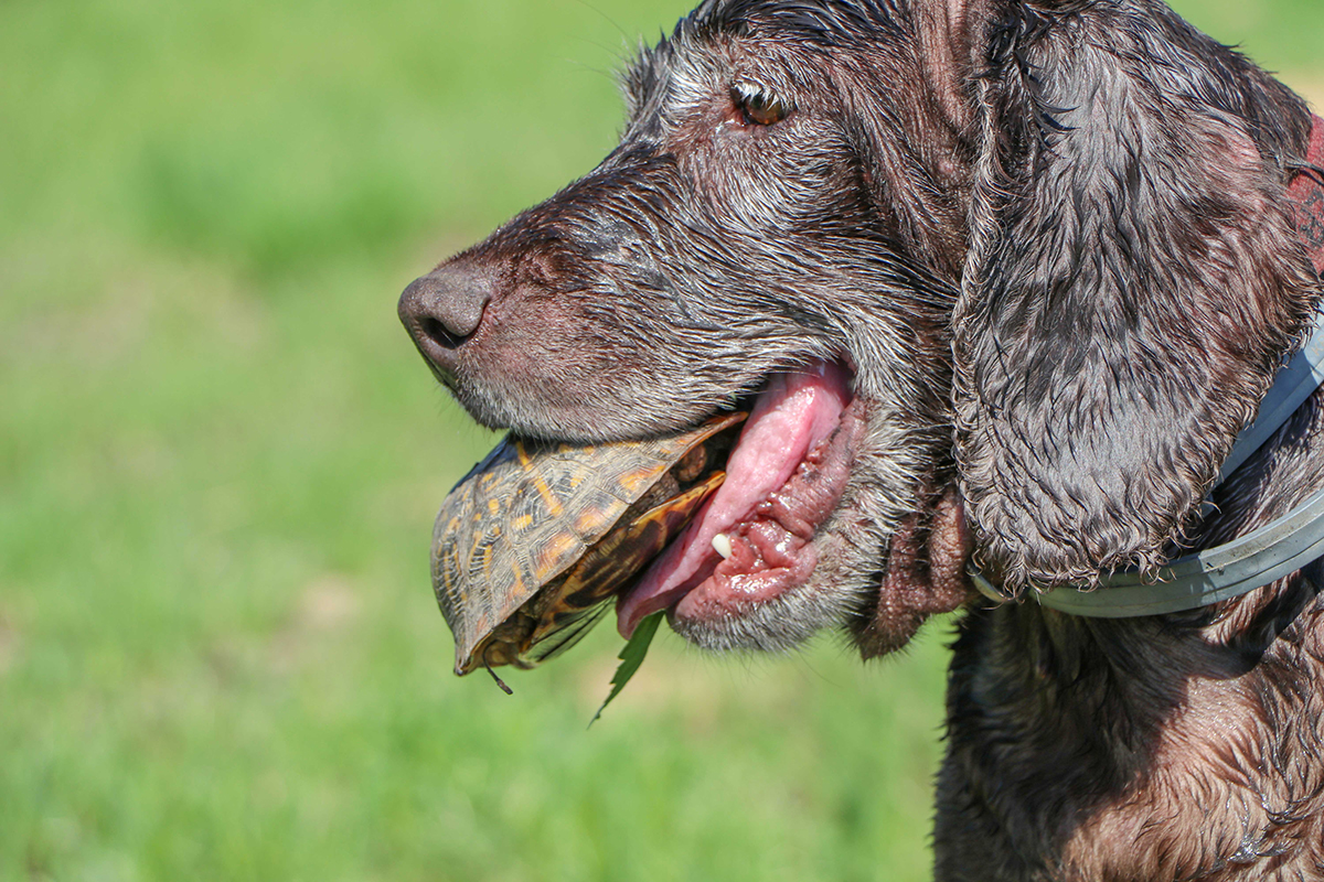 Day of the (Turtle) Dogs - Cool Green Science
