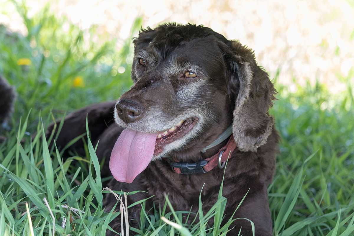 Day of the (Turtle) Dogs - Cool Green Science