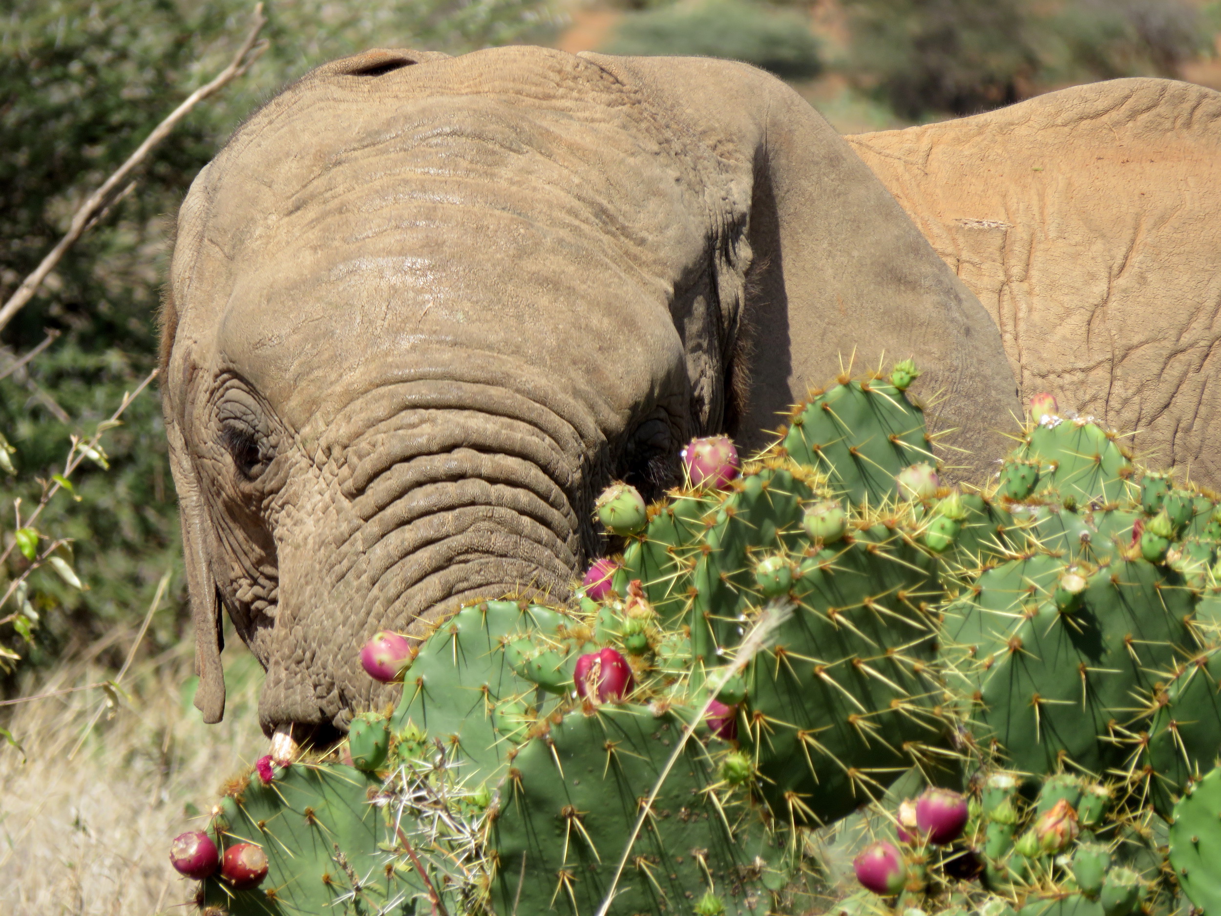Can Drones Help Stop the Spread of Kenya’s Invasive Cactus?