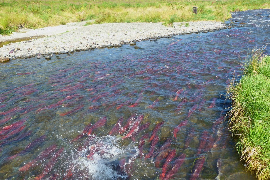 For Brown Bears and Salmon, It’s Not Just About Numbers