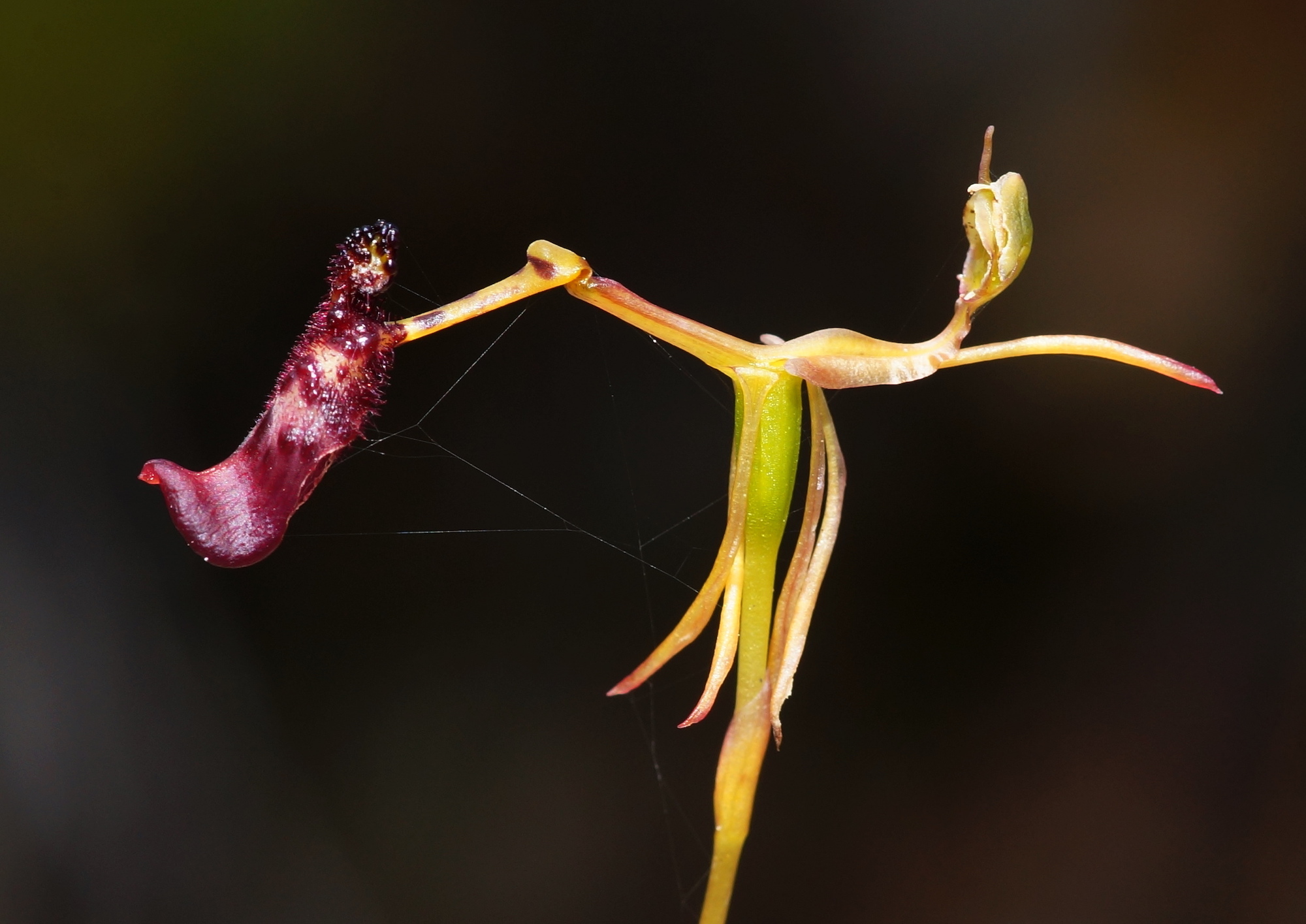 The Weird Sex Lives of Orchids