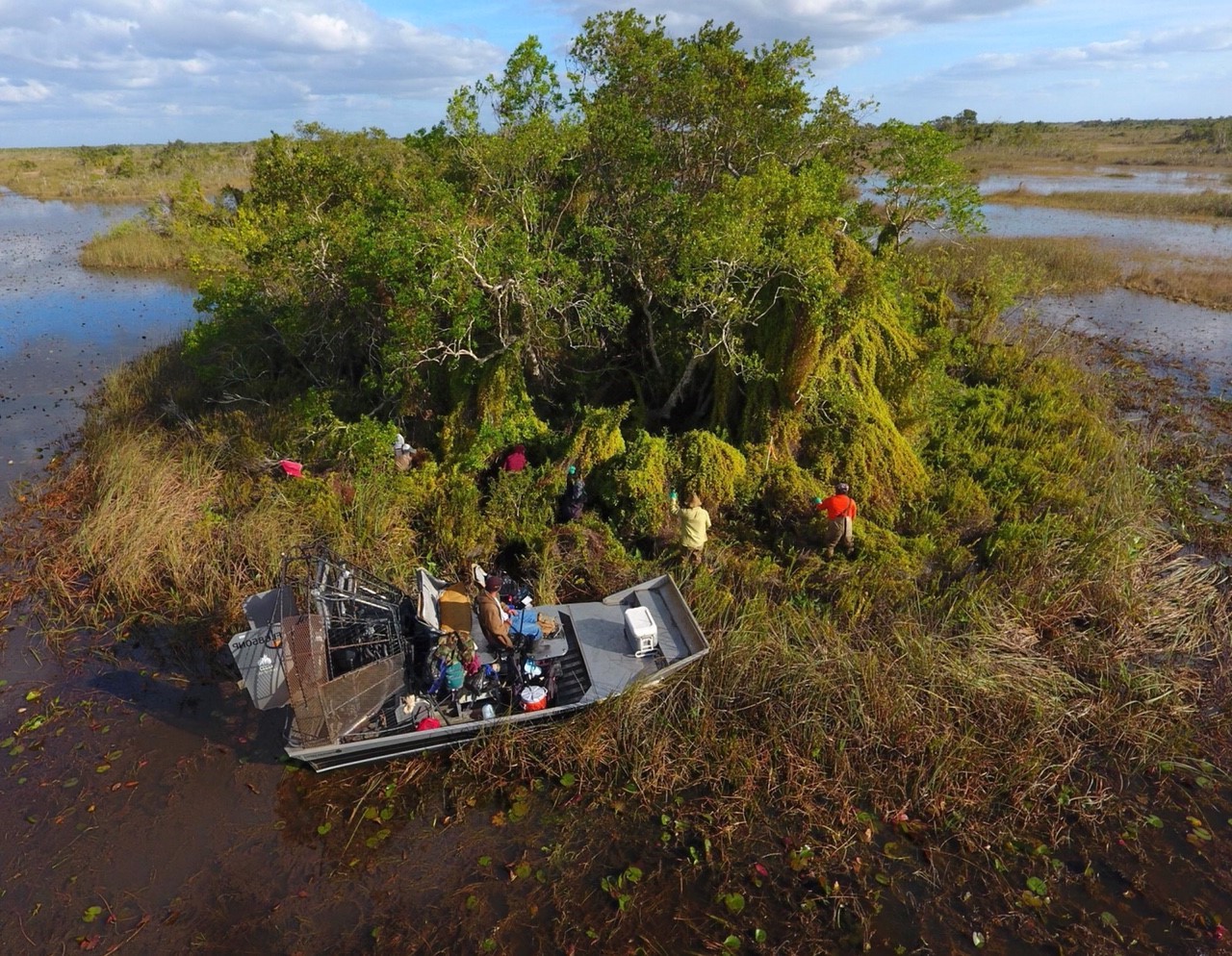 herbicides safe for wetlands