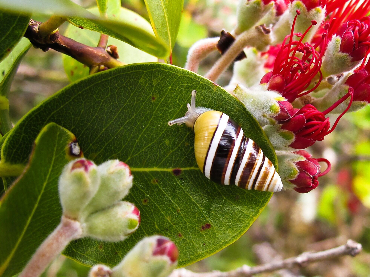 George’s Long Farewell: Why One Snail’s Death Became International News