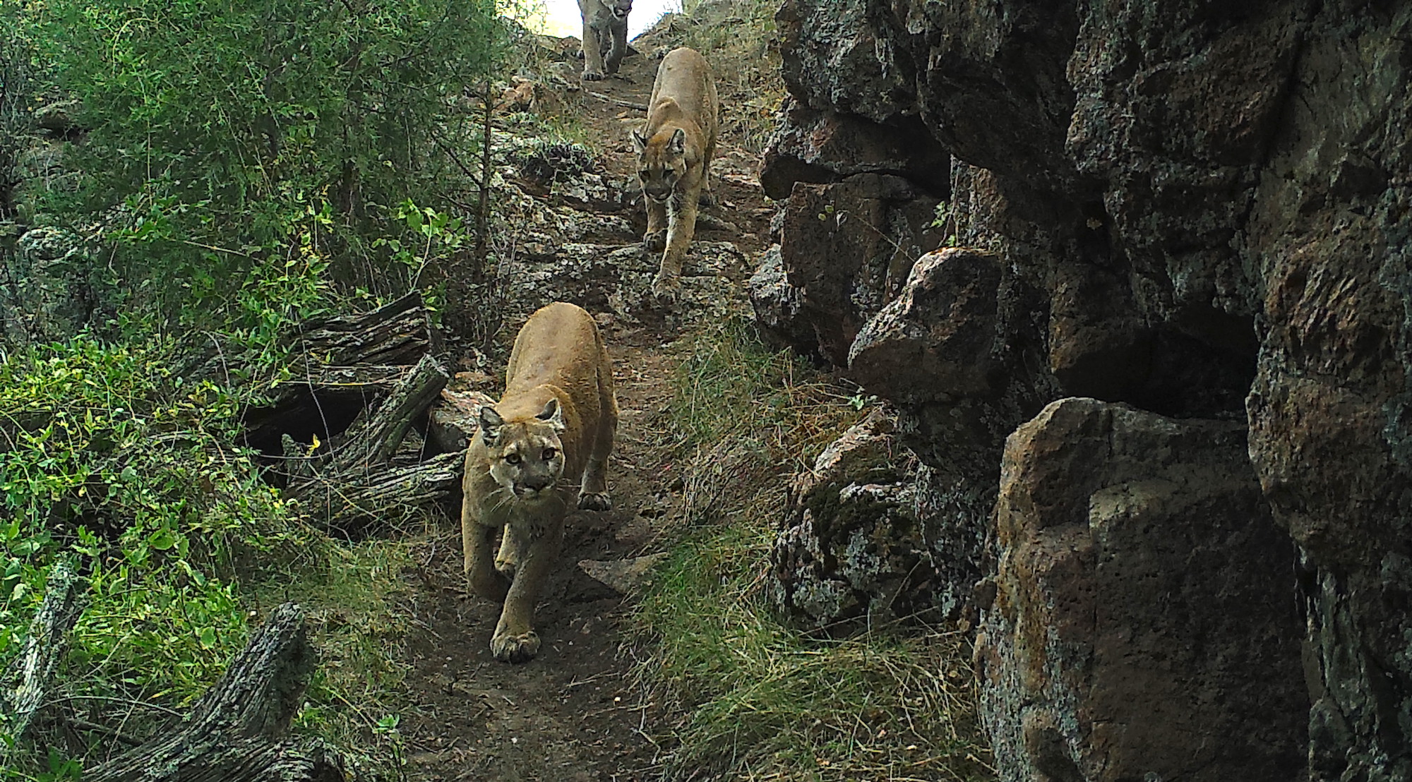 Mountain Lion at Phantom Canyon Preserve