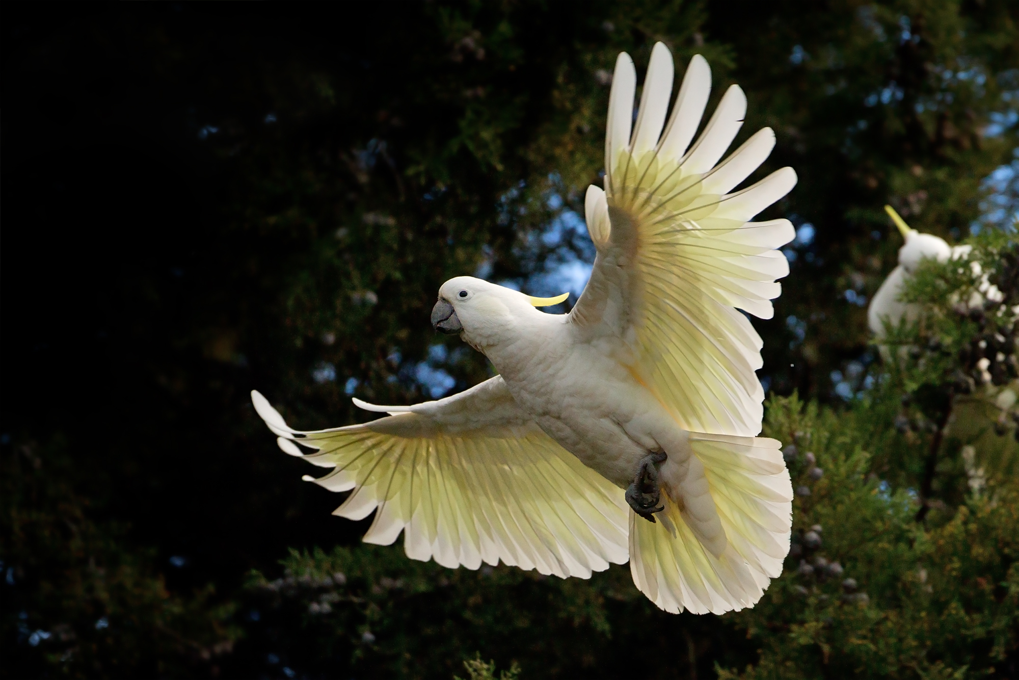 Seven Wildlife Diseases You’ve Never Heard Of