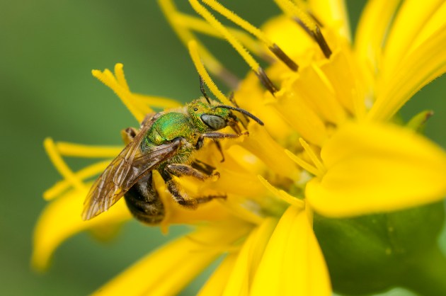 Can Cities Replace Wildlands for Pollinators?