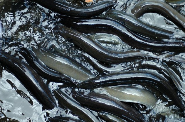 Meet the Mysterious Freshwater Eels of New Zealand