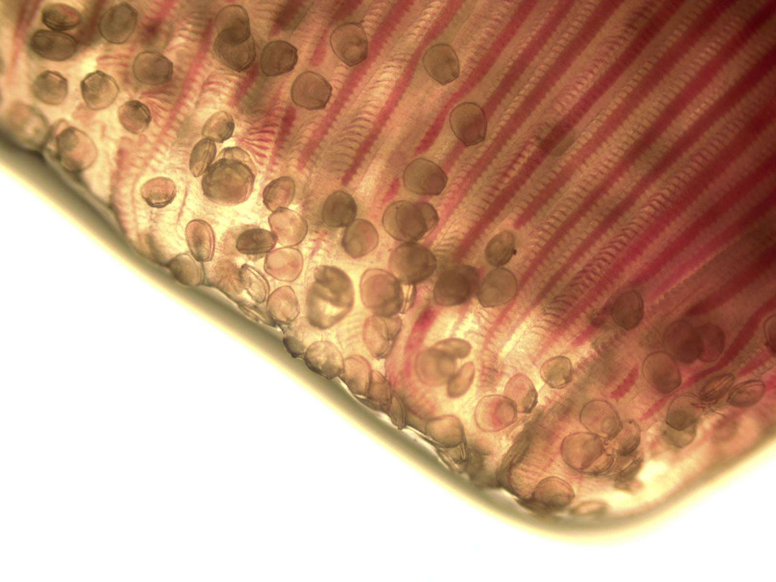 The Strange Sex Life of Freshwater Mussels - Cool Green Science