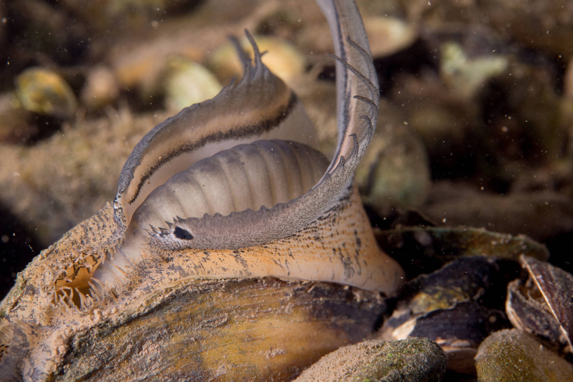 The Strange Sex Life of Freshwater Mussels - Cool Green Science