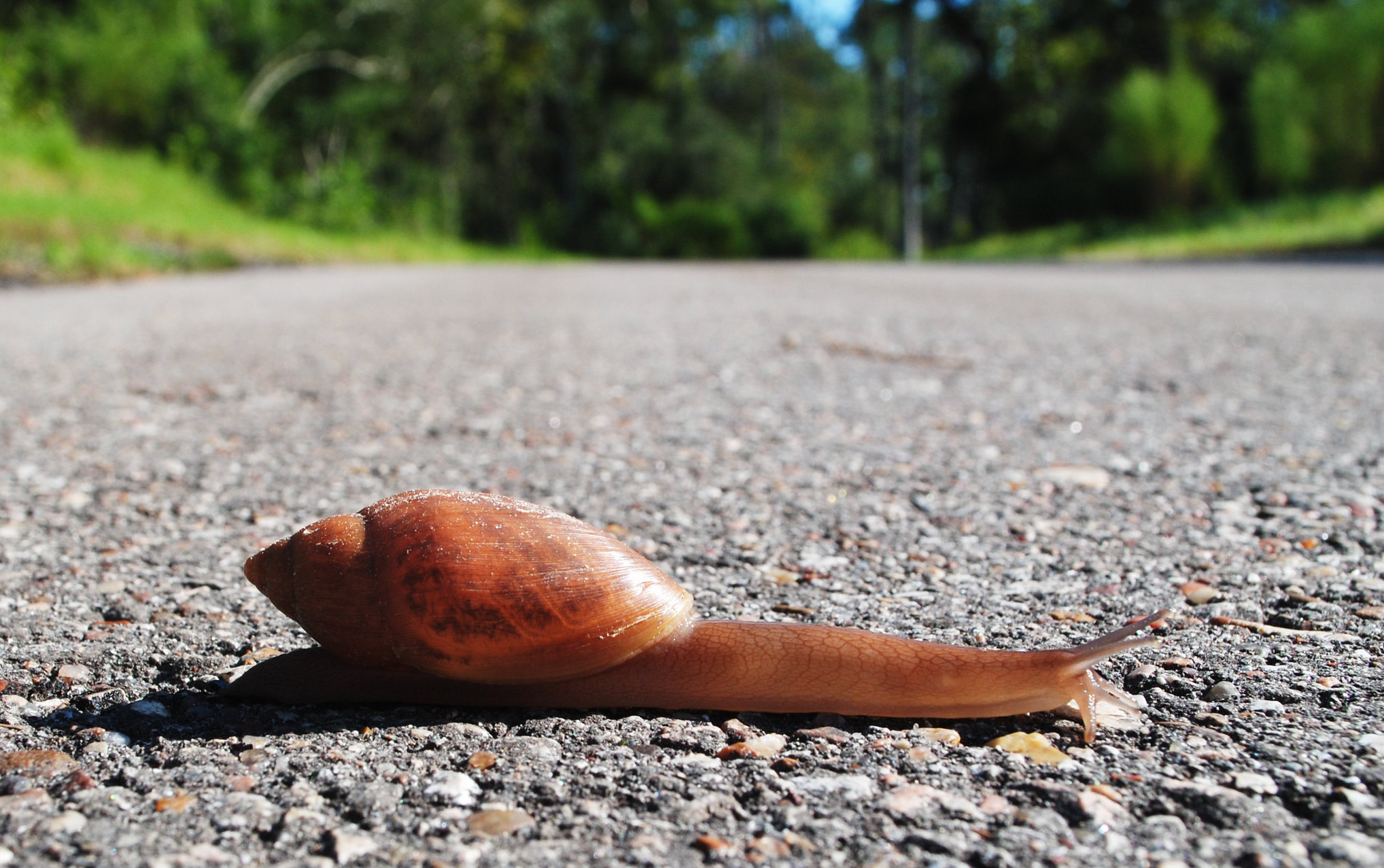 7 US Species Invading Other Countries