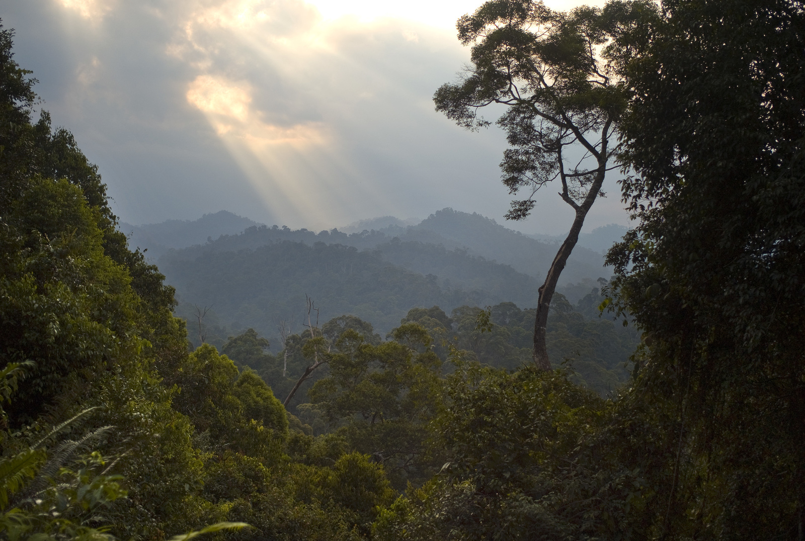 How Much Does It Cost to Save Tropical Forests and Prevent Climate ...