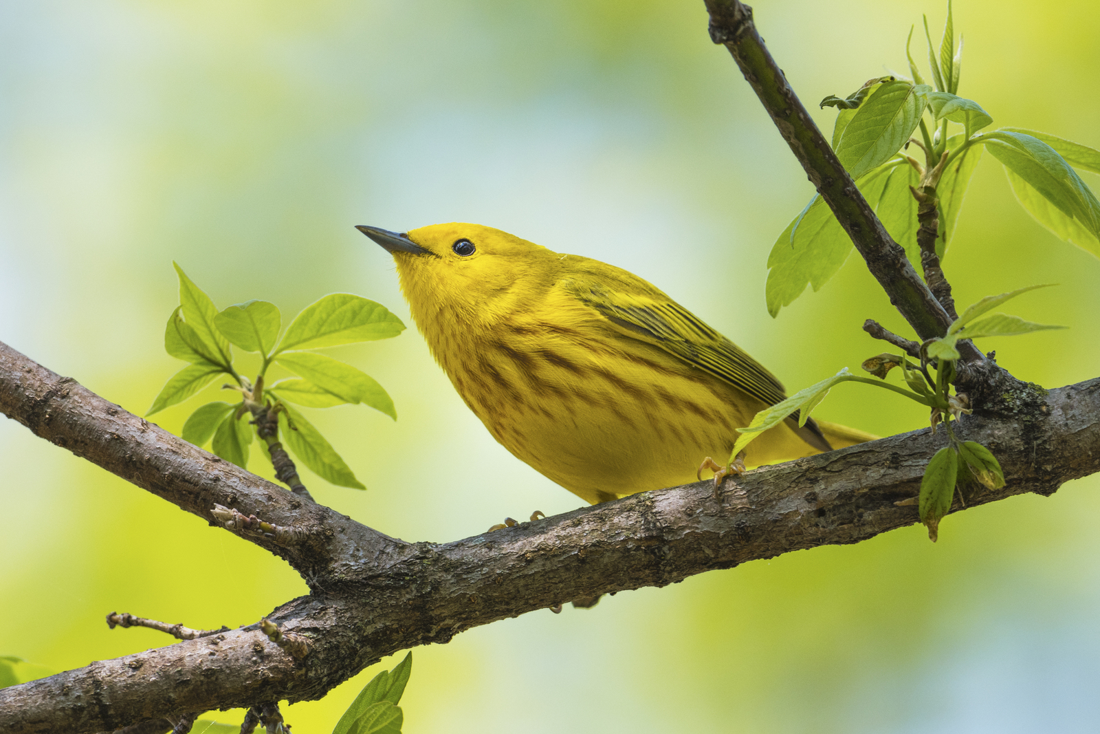 Can Great Lakes Birds Adapt To Climate Change?