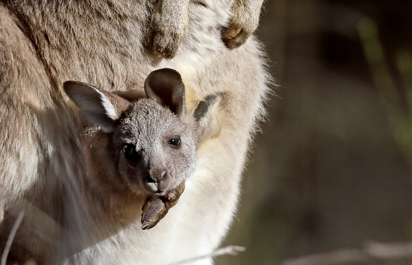 Why Do Marsupials Have Pouches? And Other Questions