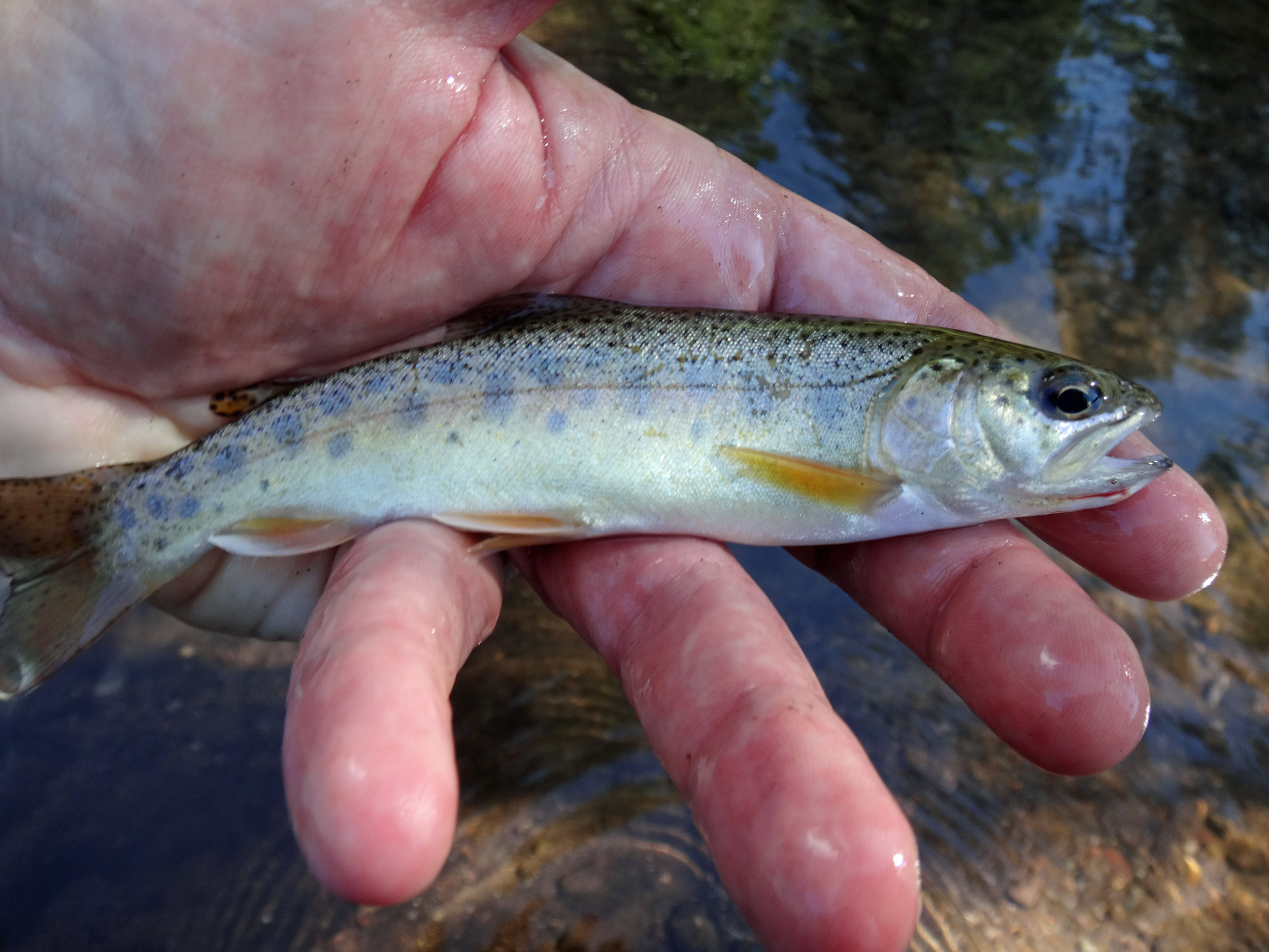 50 Fish, 50 States: A Conservation Journey