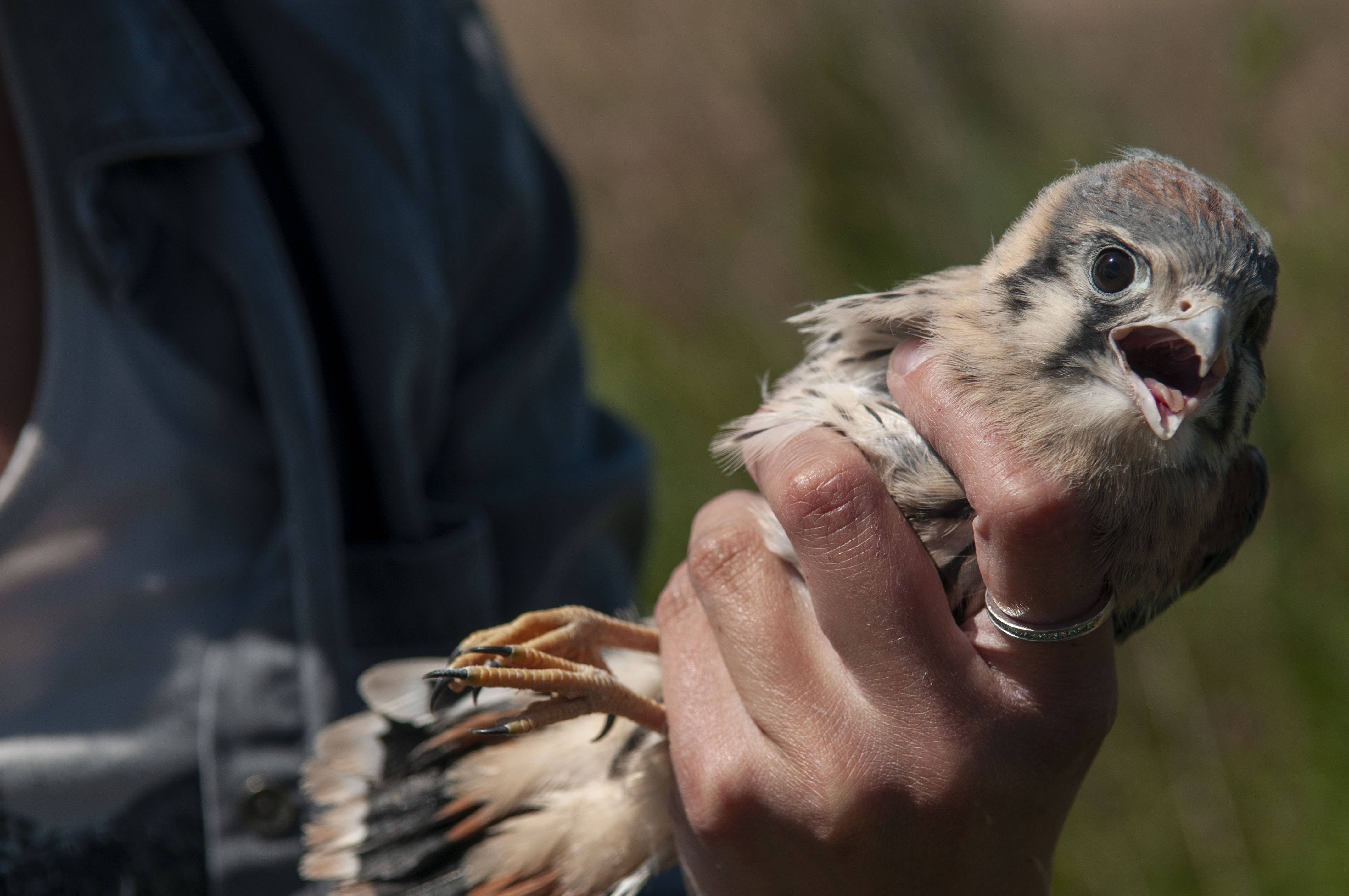 In Conservation, Sometimes It’s the Small Things that Inspire