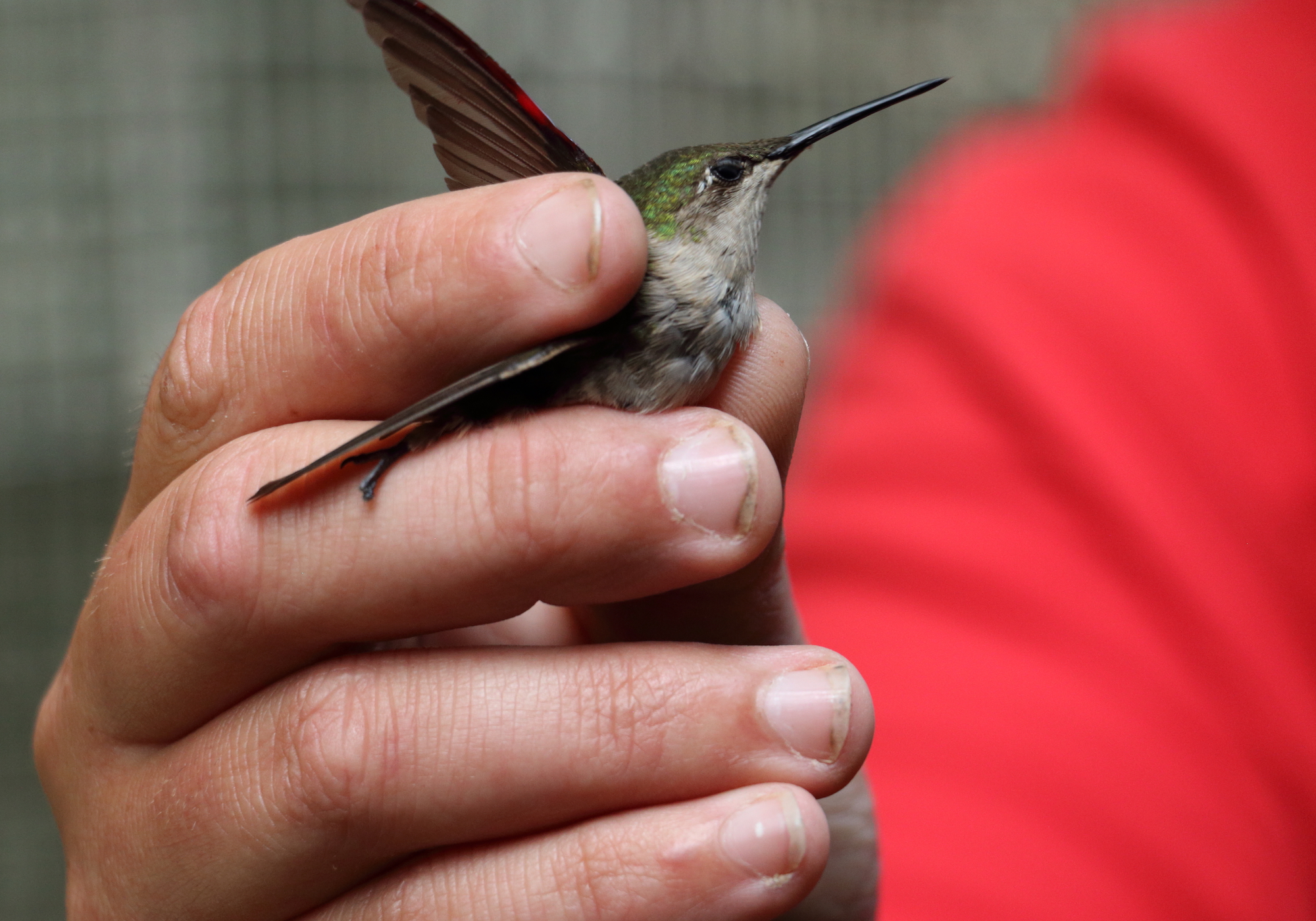 Banding Hummingbirds