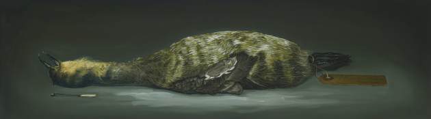 The Extinct Birds Project