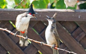 A Biodiversity Analysis in Los Angeles