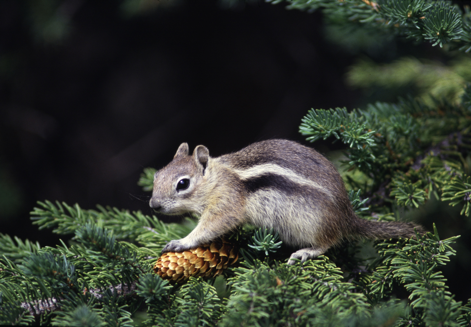 Chipmunk Quest