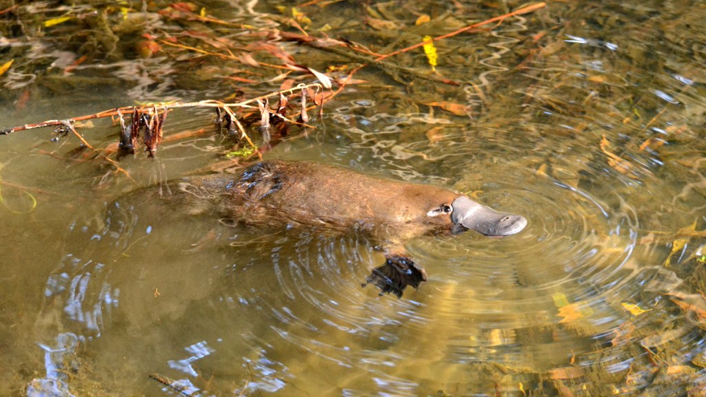 The Platypus Is Weirder Than You Ever Imagined