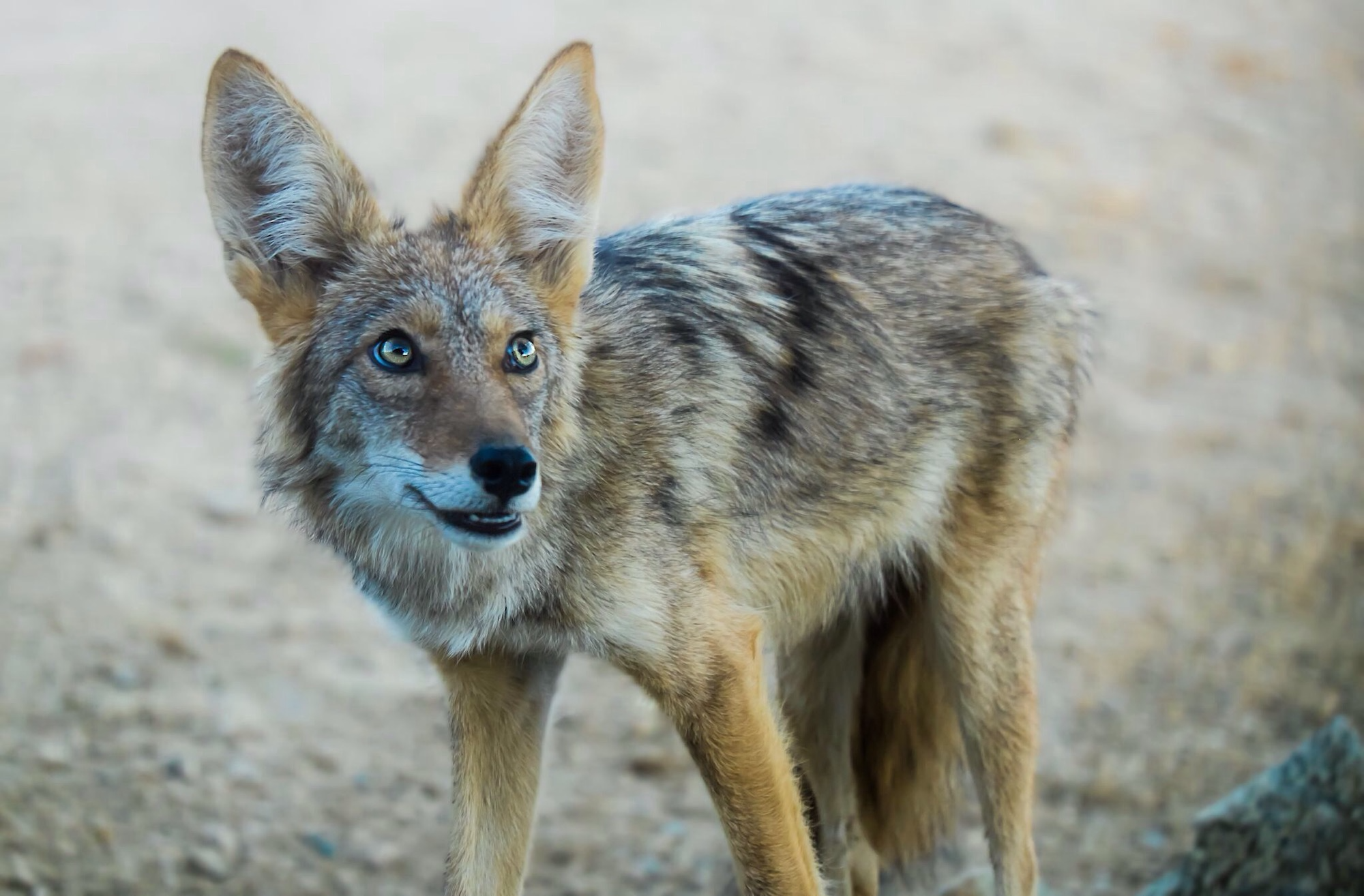 A Field Guide to Commonly Misidentified Mammals