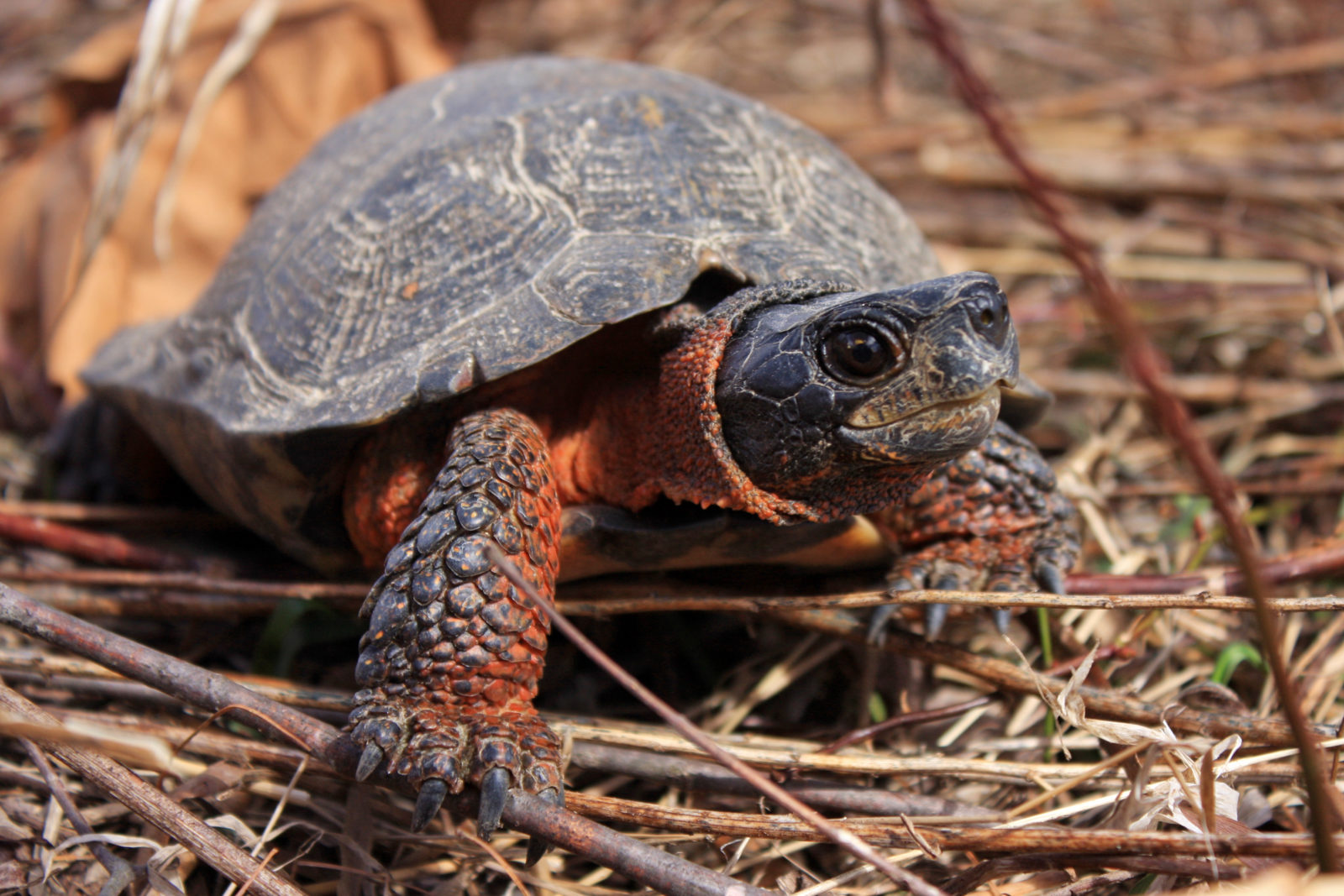 Recovery: A Future for Wood Turtles - Cool Green Science