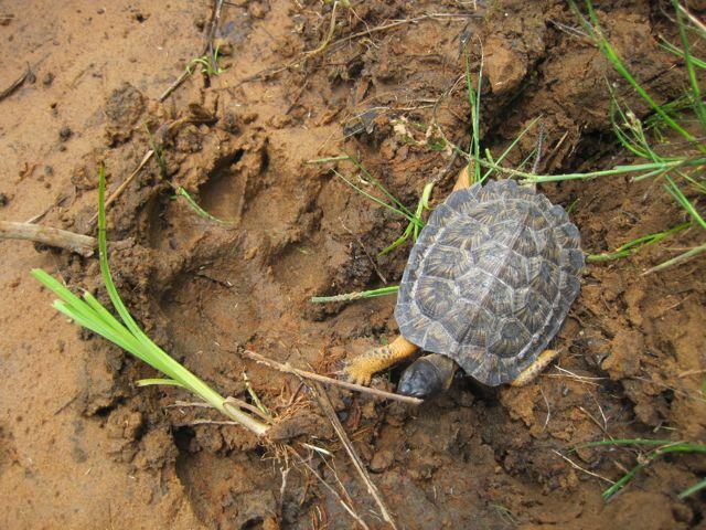 Recovery: A Future for Wood Turtles - Cool Green Science