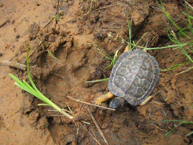 Recovery: A Future for Wood Turtles - Cool Green Science