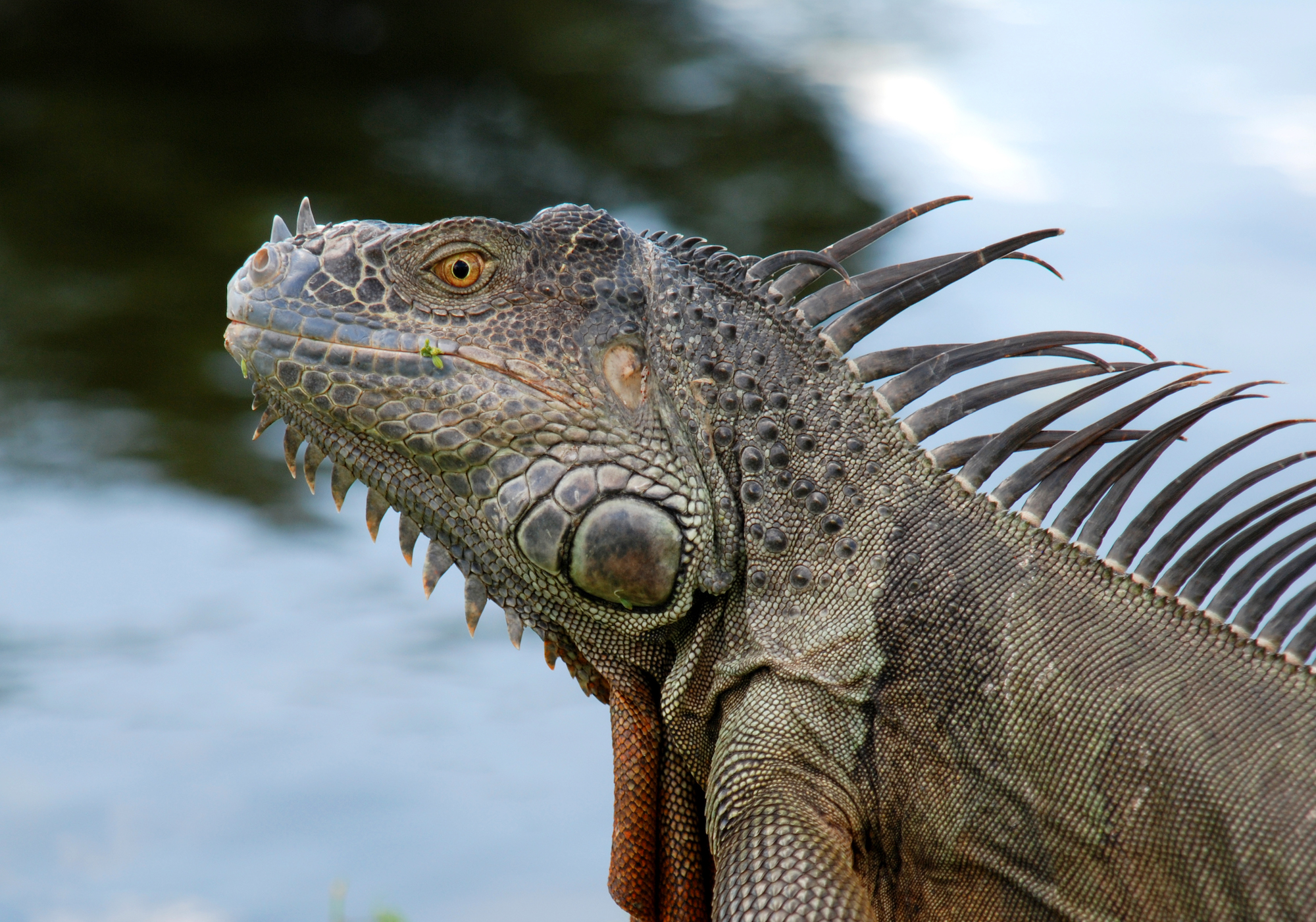 The Iguana Invasion