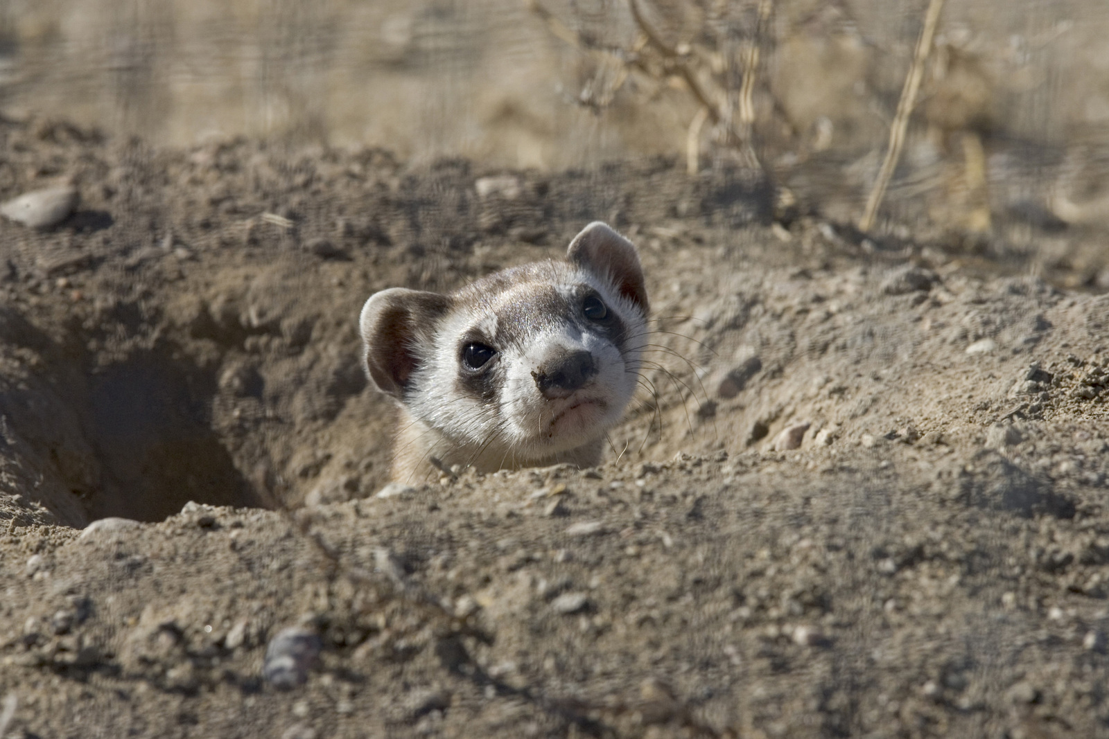 Mighty Mustelids: Meet the World’s Most Epic Weasels - Cool Green Science