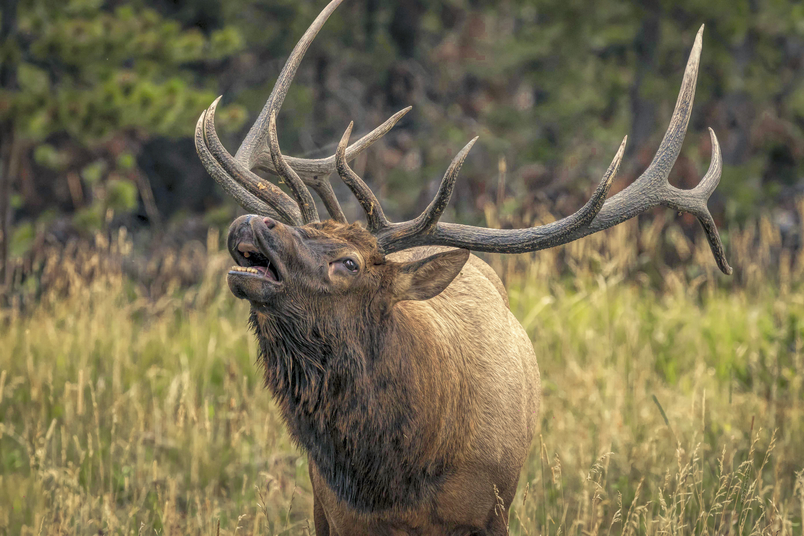 A Field Guide to Elk Bugling