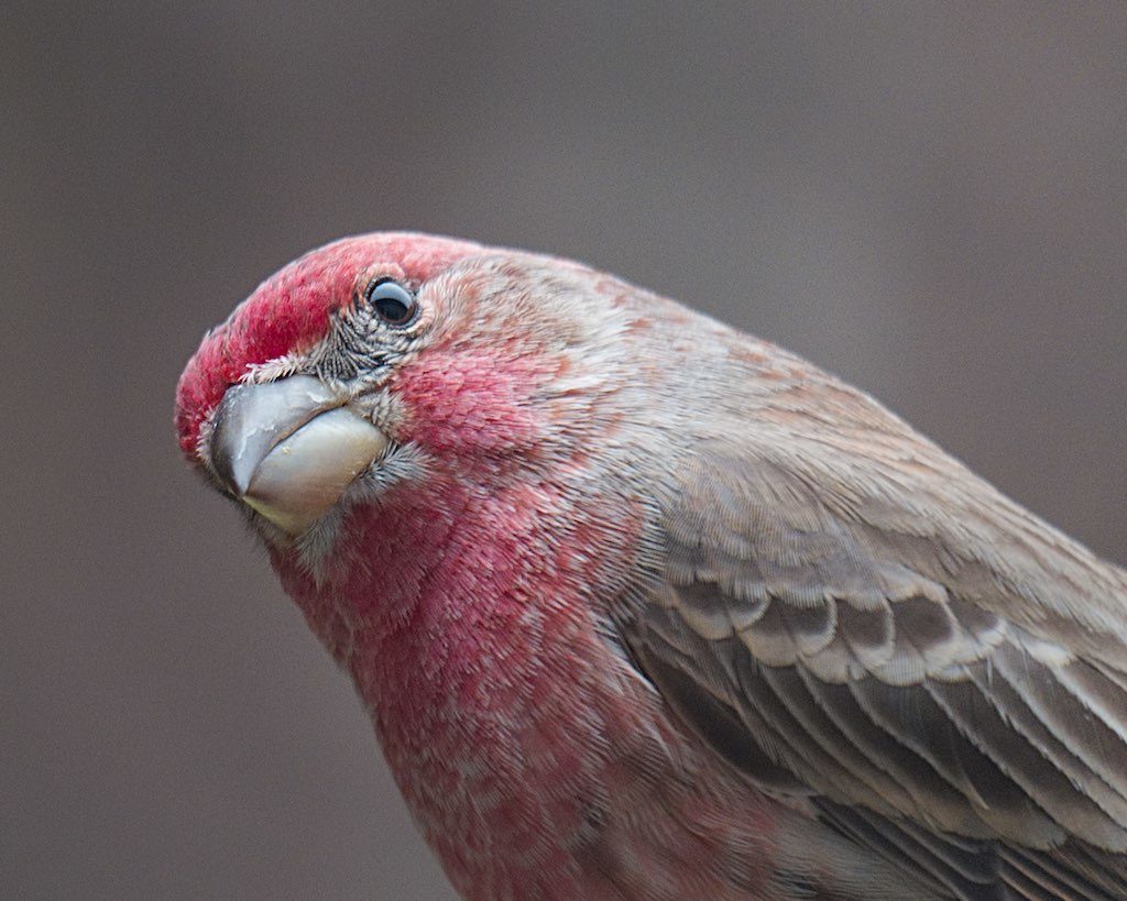 How the House Finch Conquered Your Feeder…and A Continent