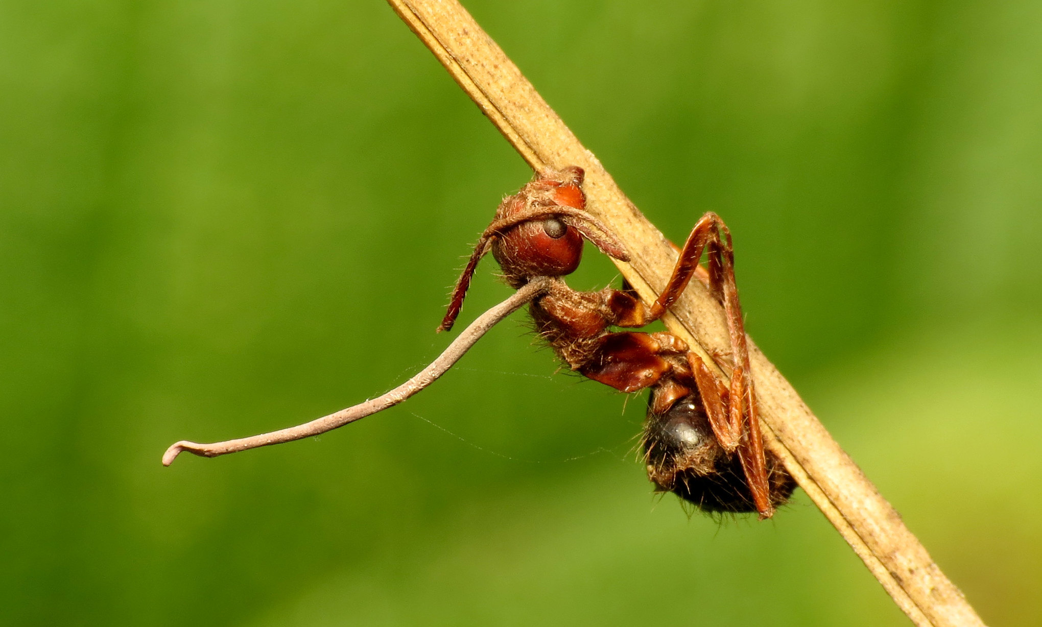 Horrifying True Stories of Insect Zombies